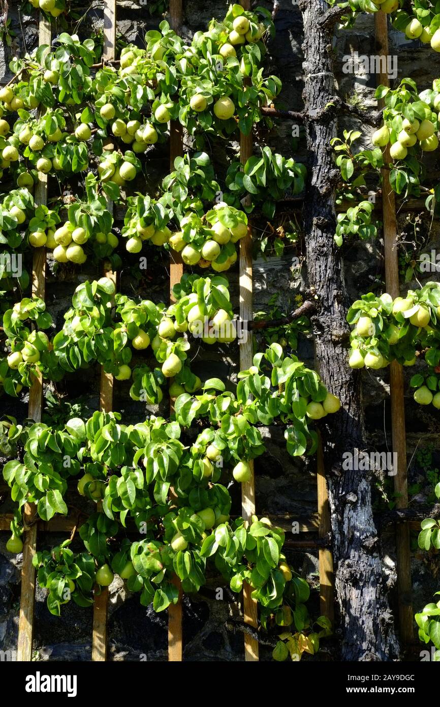 Espalier tree: Pear Stock Photo - Alamy