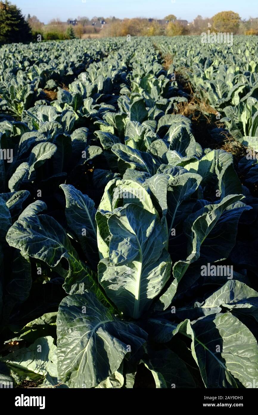 Cauliflower field, cauliflower Stock Photo - Alamy