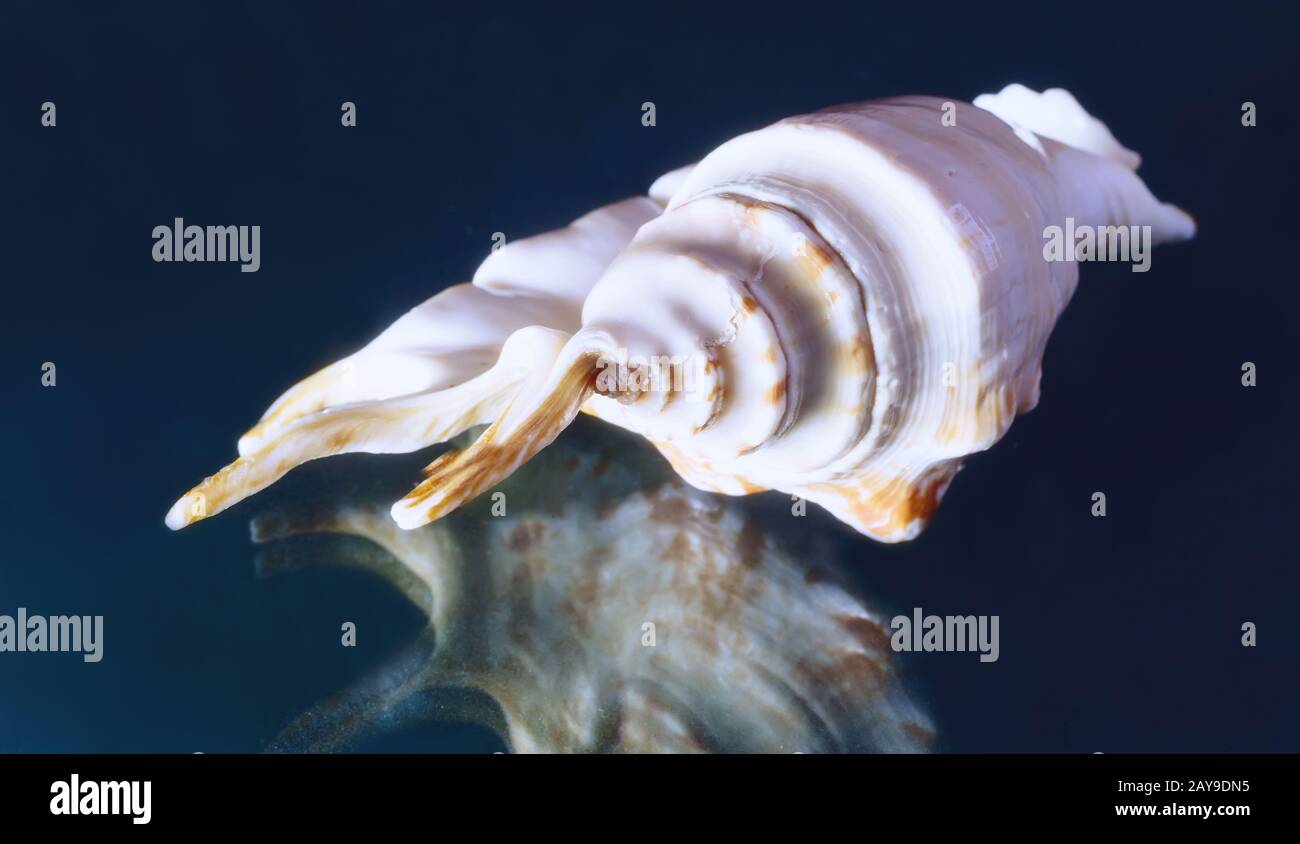 Sea shell of fancy shape on dark background Stock Photo - Alamy