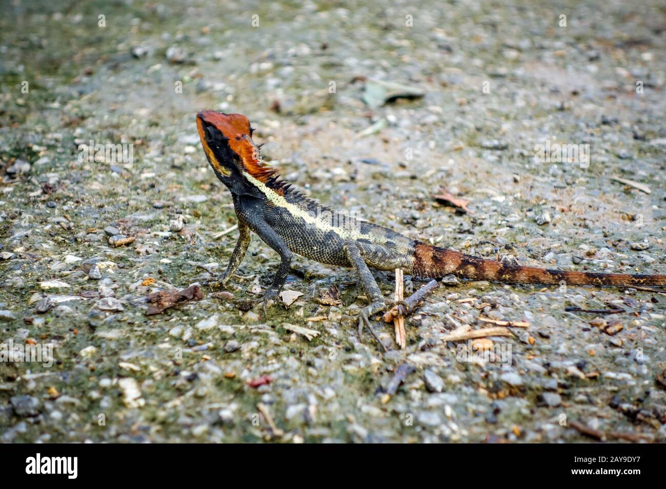 Crested Lizard in jungle, Khao Sok, Thailand Stock Photo - Alamy