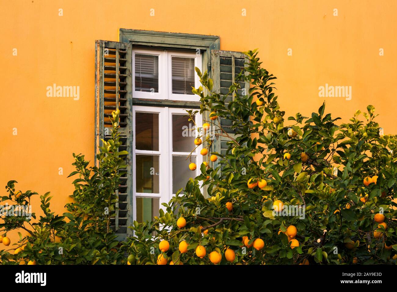 Lemon tree and a window in Plaka, the old town of Athens, Greece Stock ...