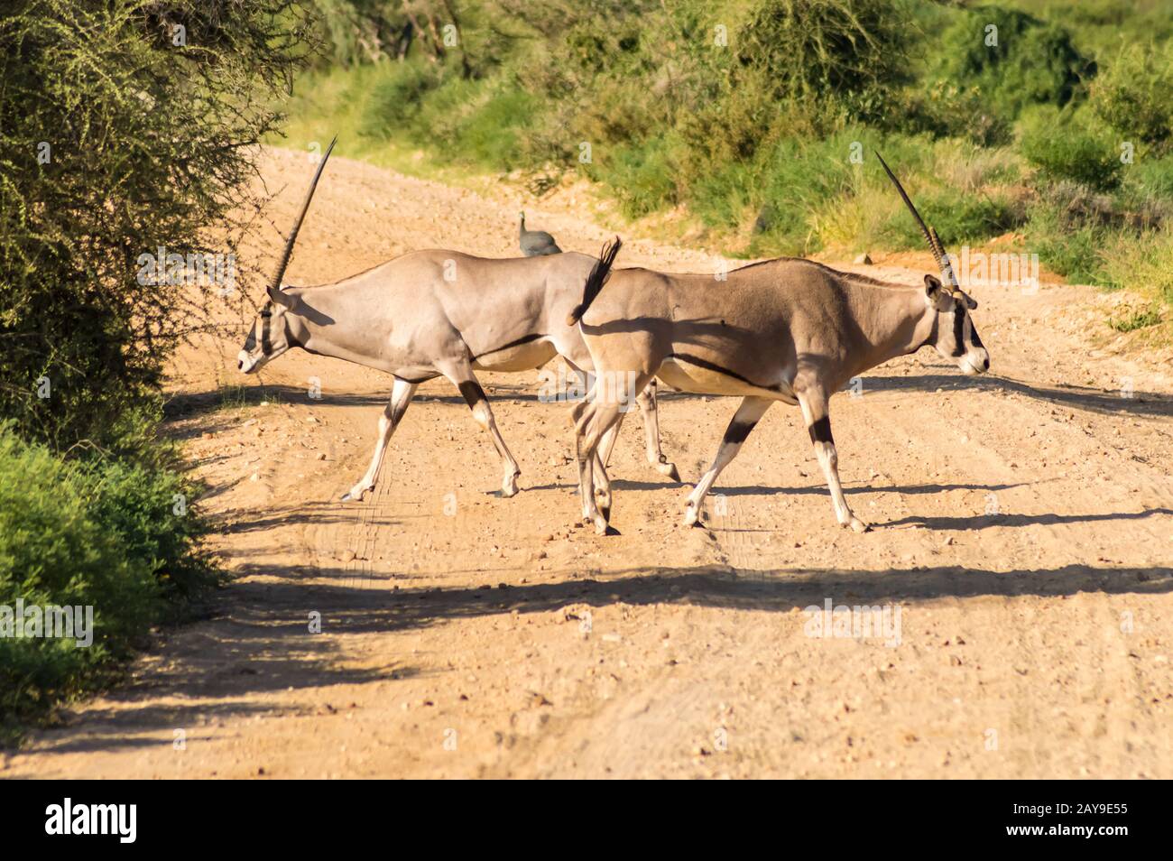 Two pronghorn antelopes hi-res stock photography and images - Alamy