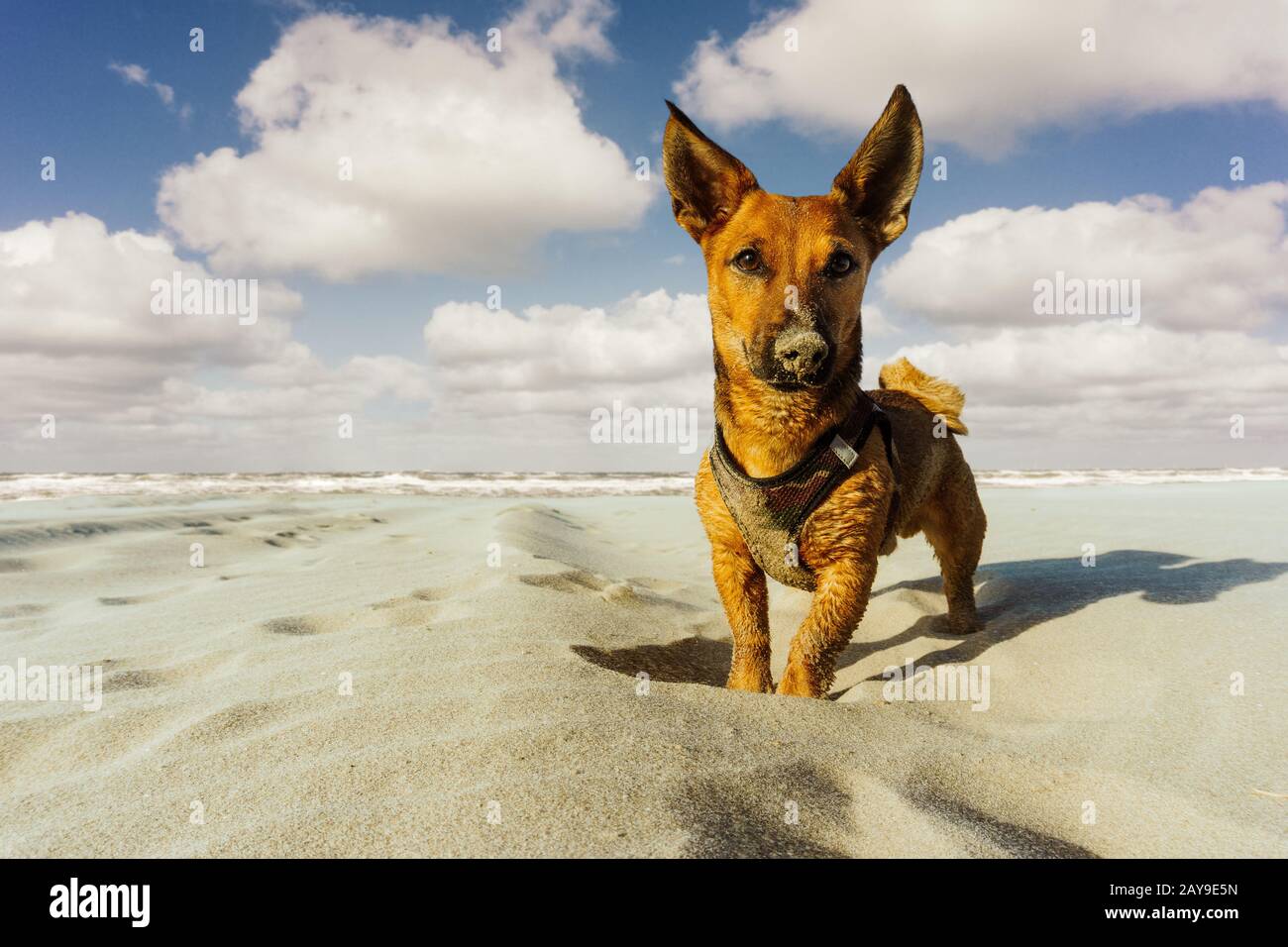 Little cute dog with sandy nose standing on the beach Stock Photo - Alamy