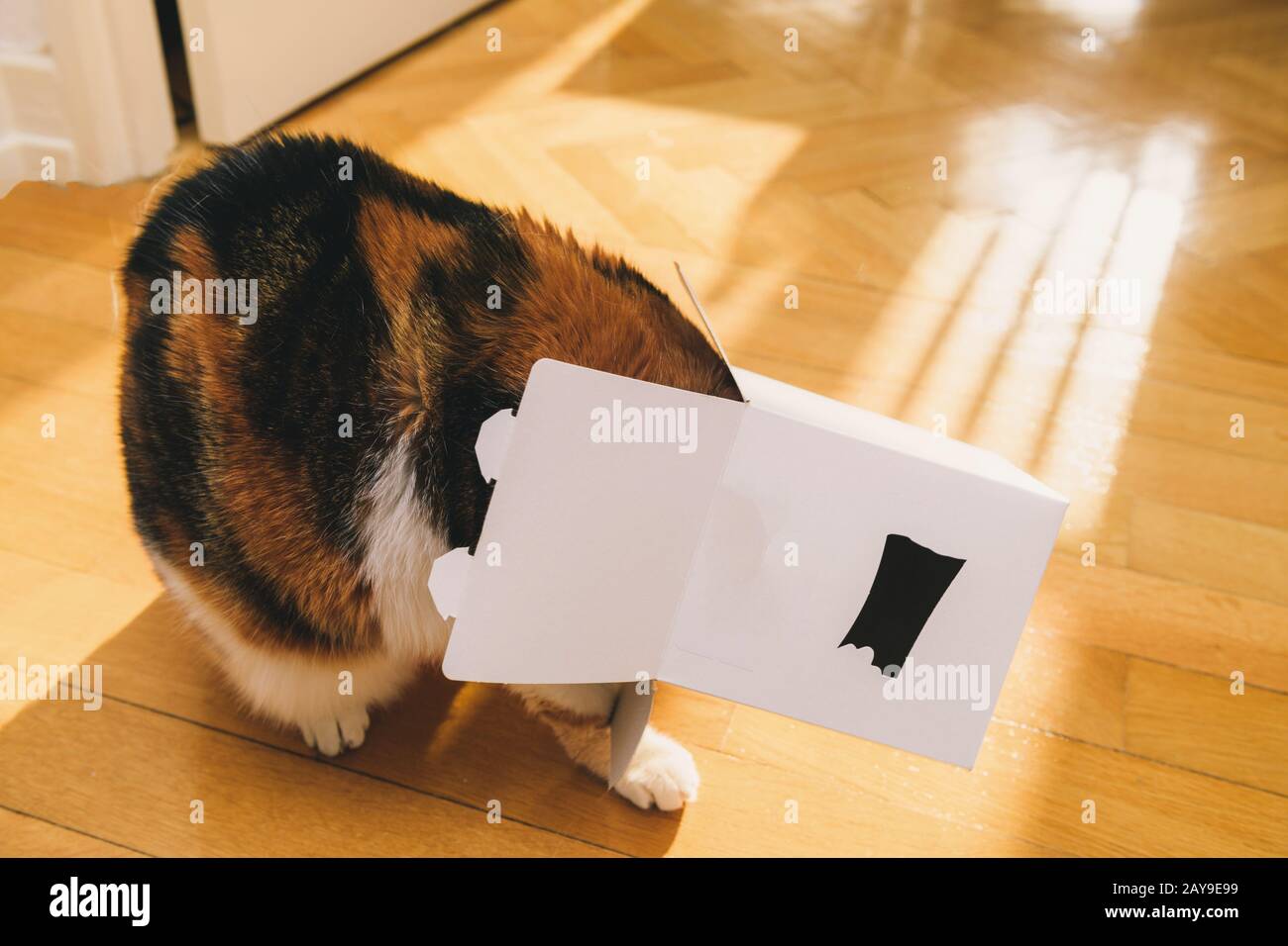 Funny cute cat playing with an open box on the wooden parquet floor ...