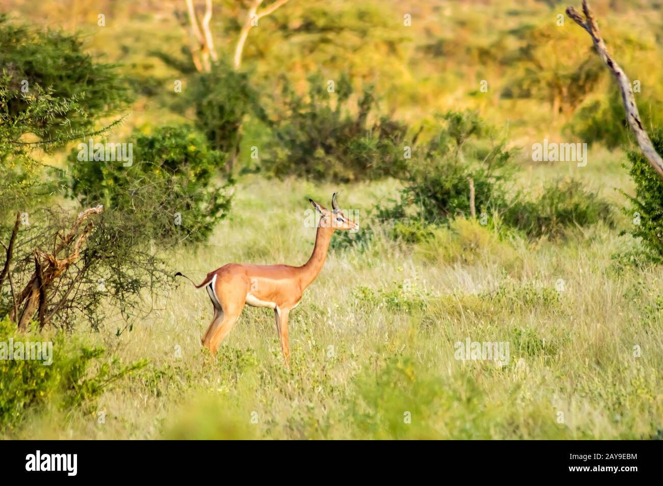 Giraffe antelope hi-res stock photography and images - Alamy
