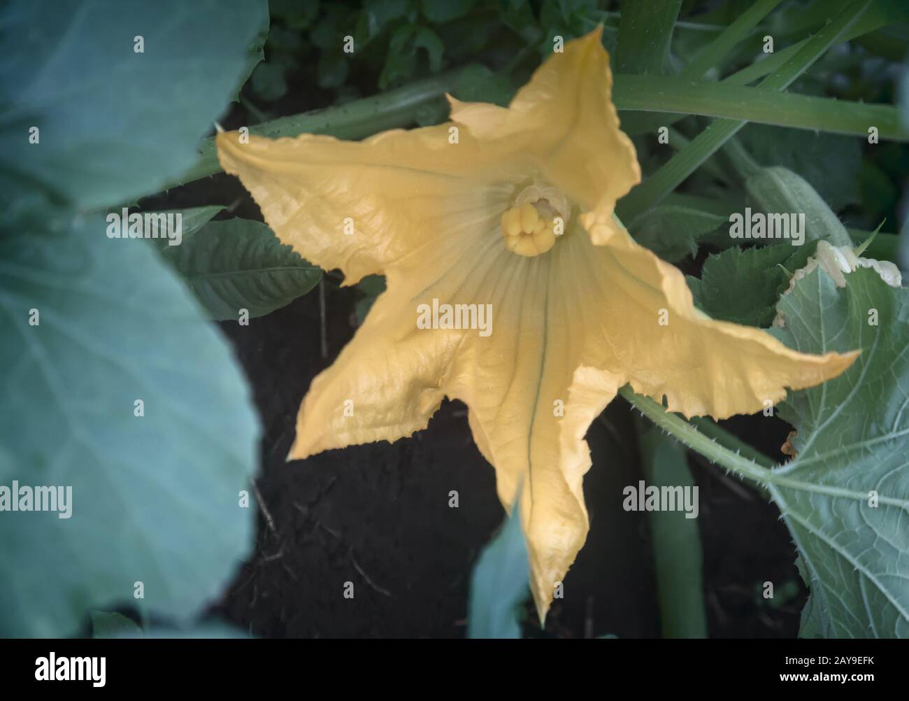 Green pumpkin in field hi-res stock photography and images - Alamy
