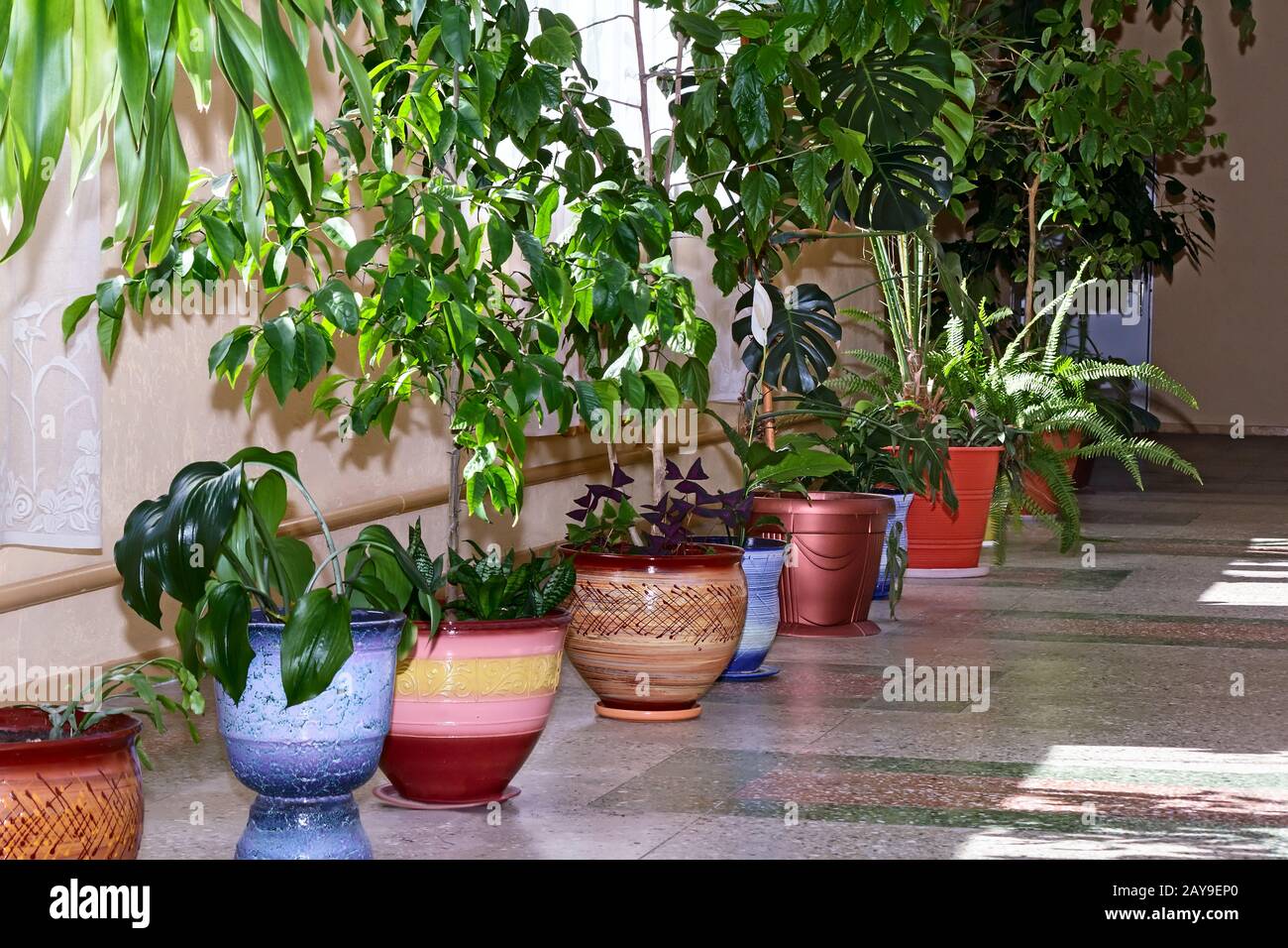 Indoor flower pots hi-res stock photography and images - Alamy