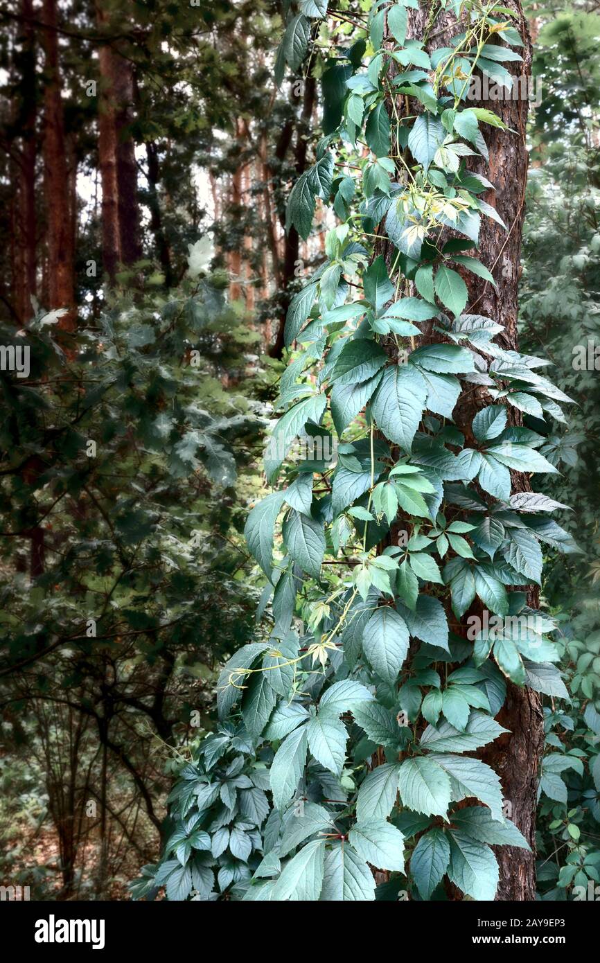 Wild grapes, densely entwining the tree trunk Stock Photo - Alamy