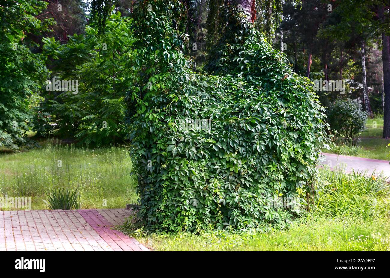 Wild grapes, densely entwining the tree trunk Stock Photo - Alamy