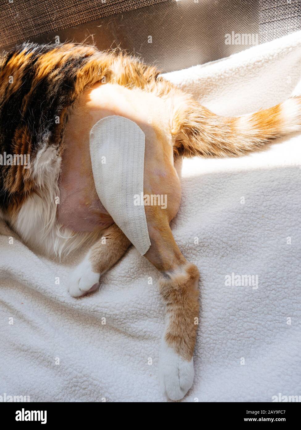 Cat after surgery hi-res stock photography and images - Alamy