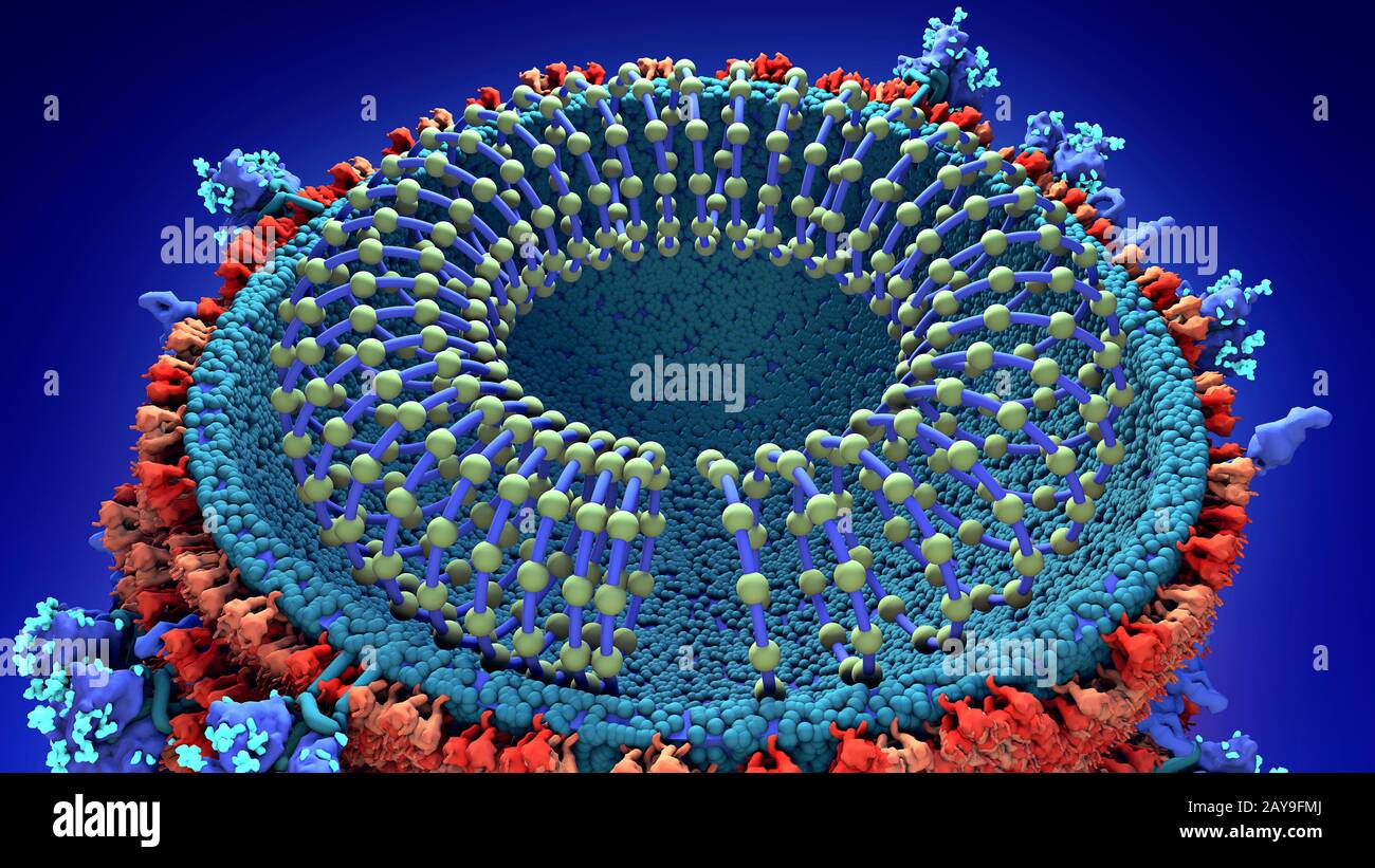 Coronavirus particle, illustration Stock Photo - Alamy