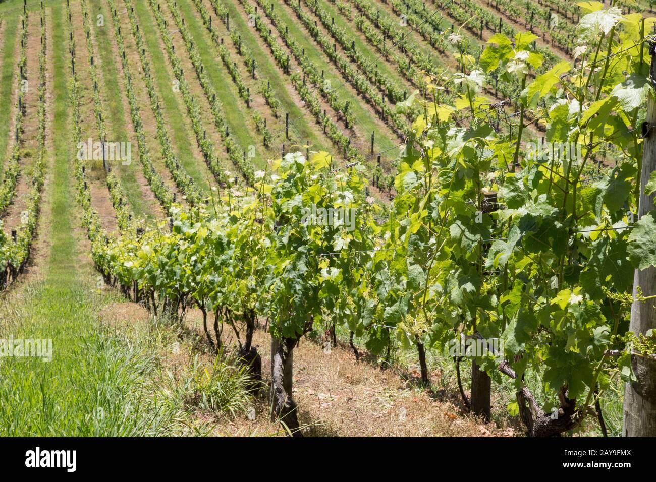 Set of vines forming line pattern at vineyard in New Zealand Stock ...