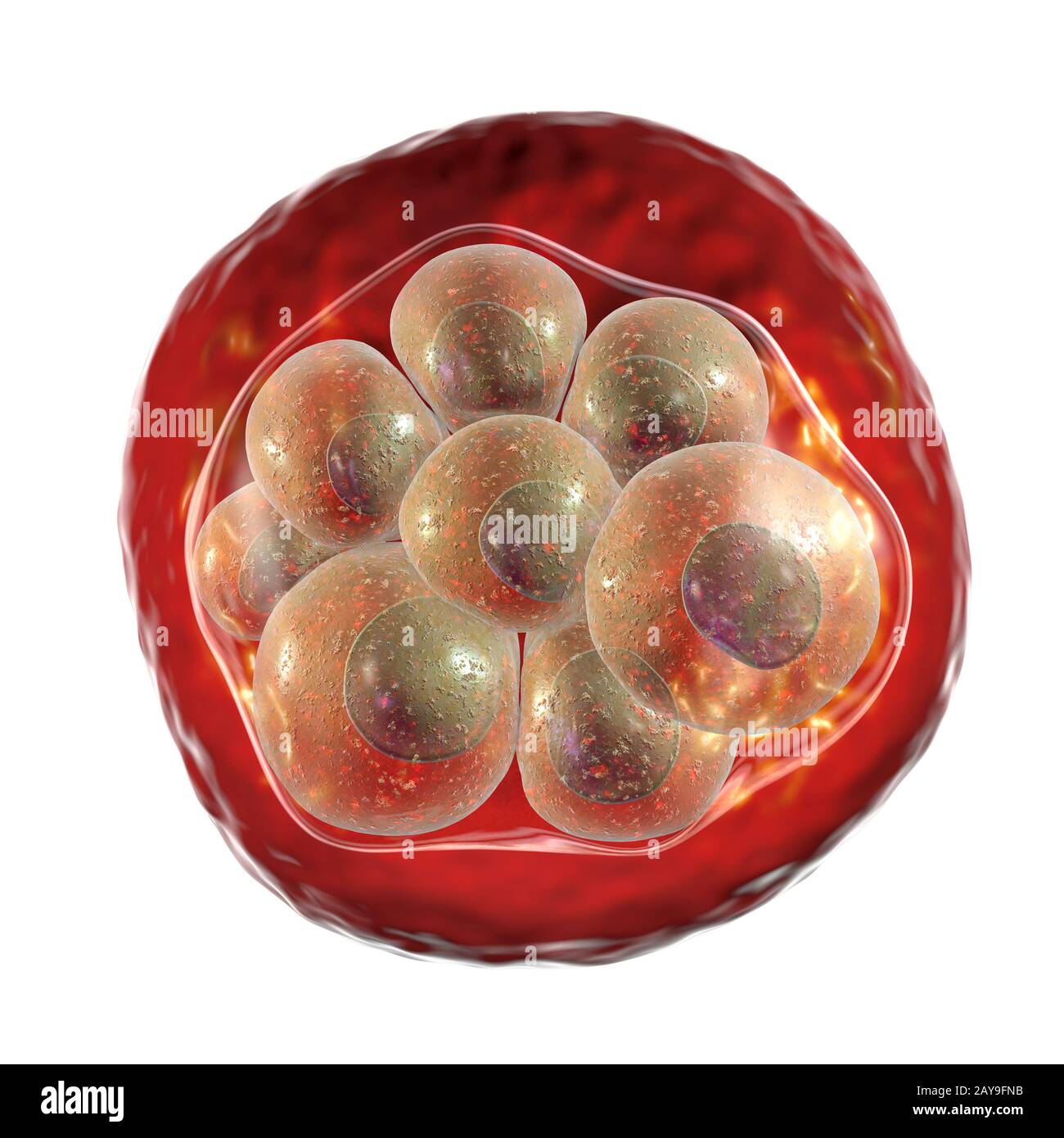 Malaria infection, illustration Stock Photo - Alamy