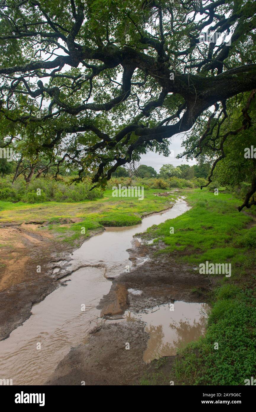 View of the riverbed after heavy rains at the Tintswalo Safari Lodge ...