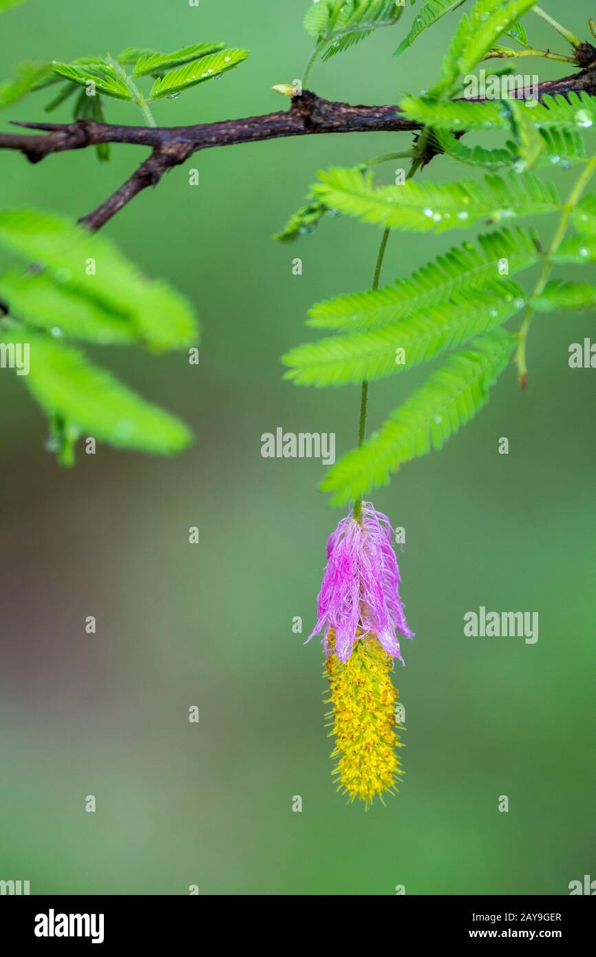 Chinese lantern tree hi-res stock photography and images - Alamy