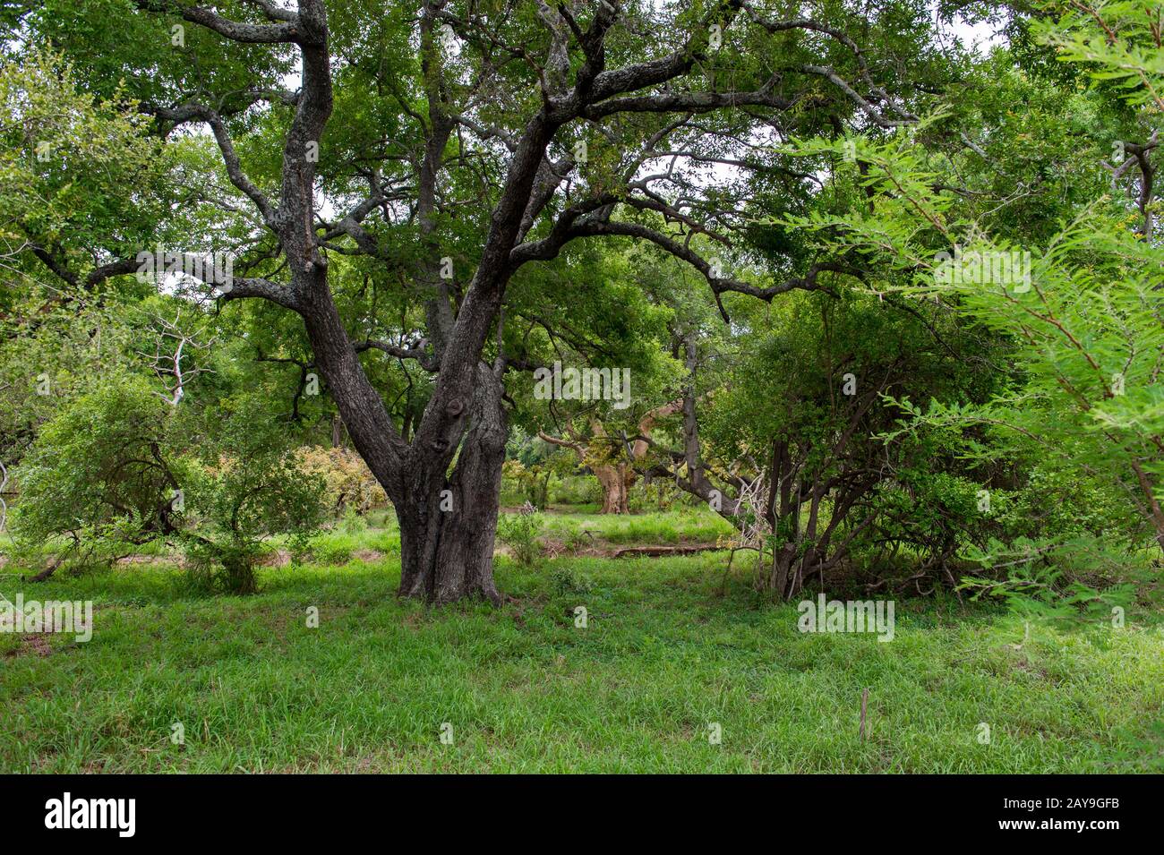 View of the forest from the Tintswalo Safari Lodge which is located in ...