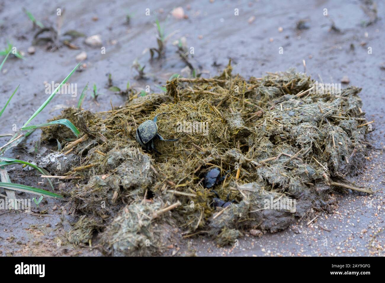 Elephant Disease Balls