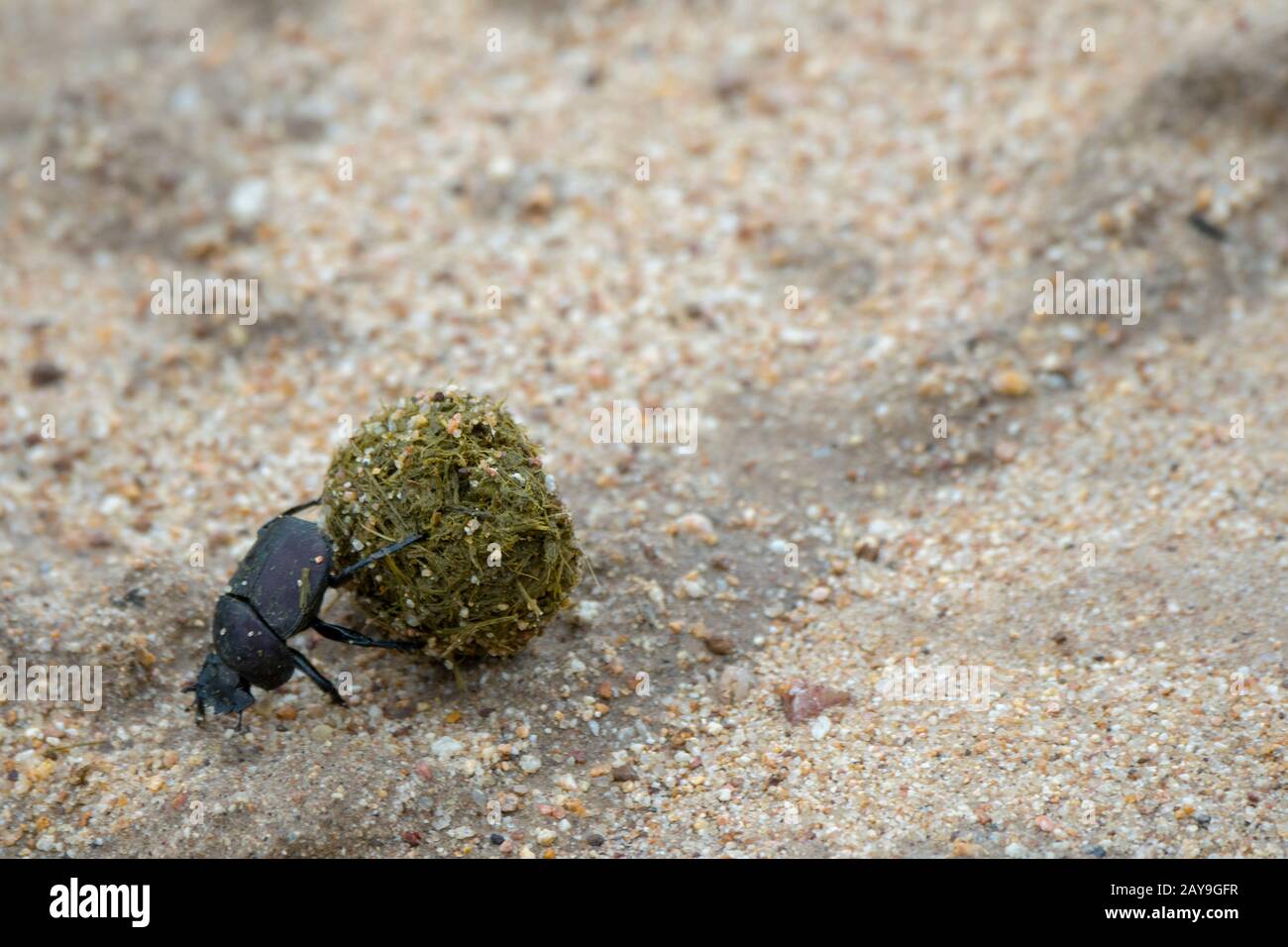 Dung beetle rolling a ball hi-res stock photography and images - Alamy