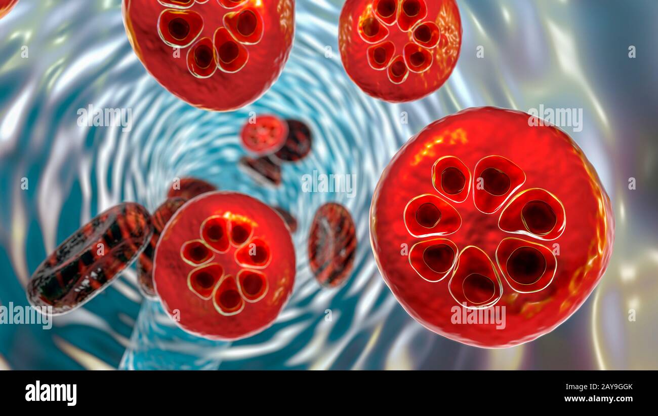 Inside Of A Red Blood Cell