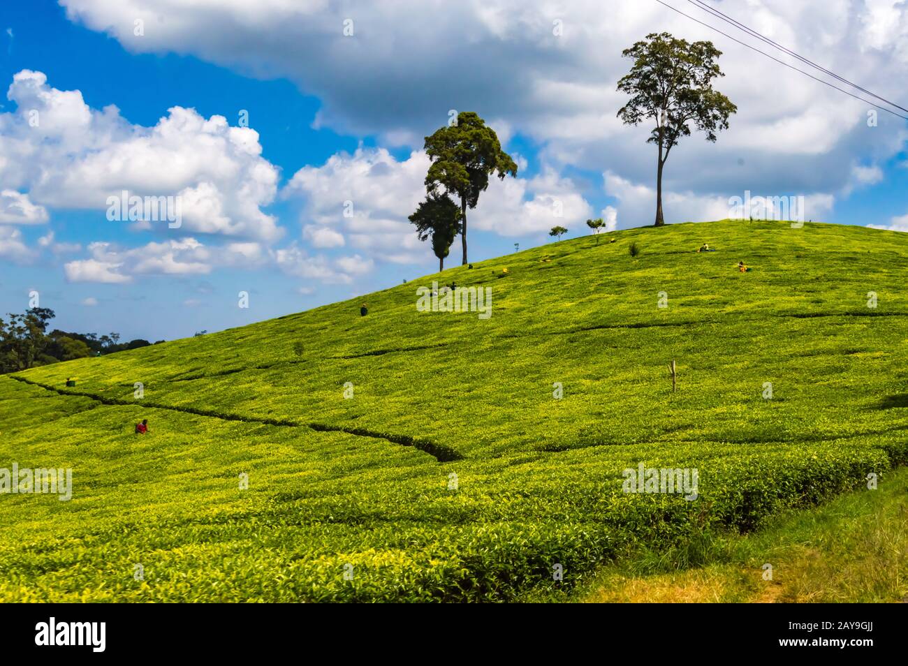 Field of tea leaves as far Stock Photo - Alamy
