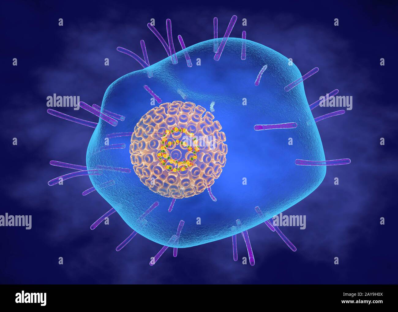Varicella zoster virus, illustration Stock Photo - Alamy