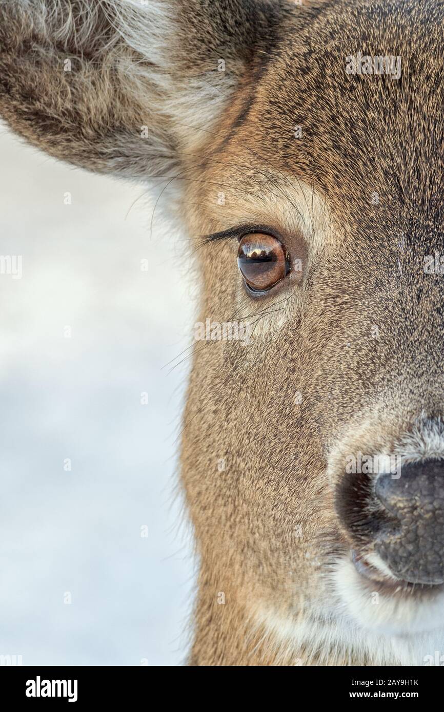 Close up curious deer hi-res stock photography and images - Alamy
