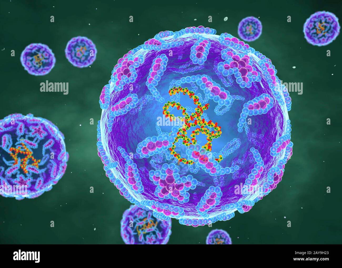 Polio viruses, illustration Stock Photo - Alamy