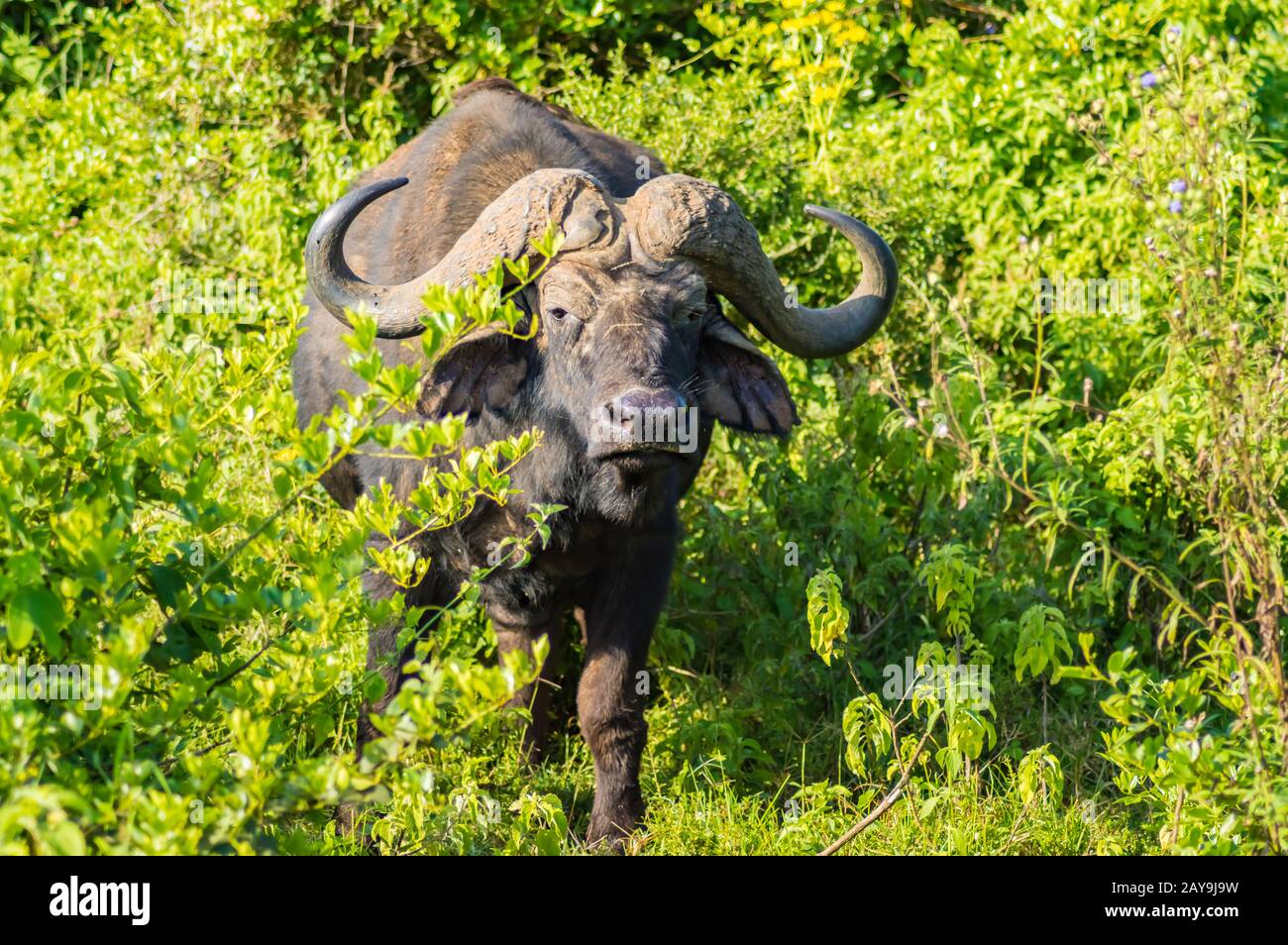 Buffalo syncerus aberdare national park hi-res stock photography and ...