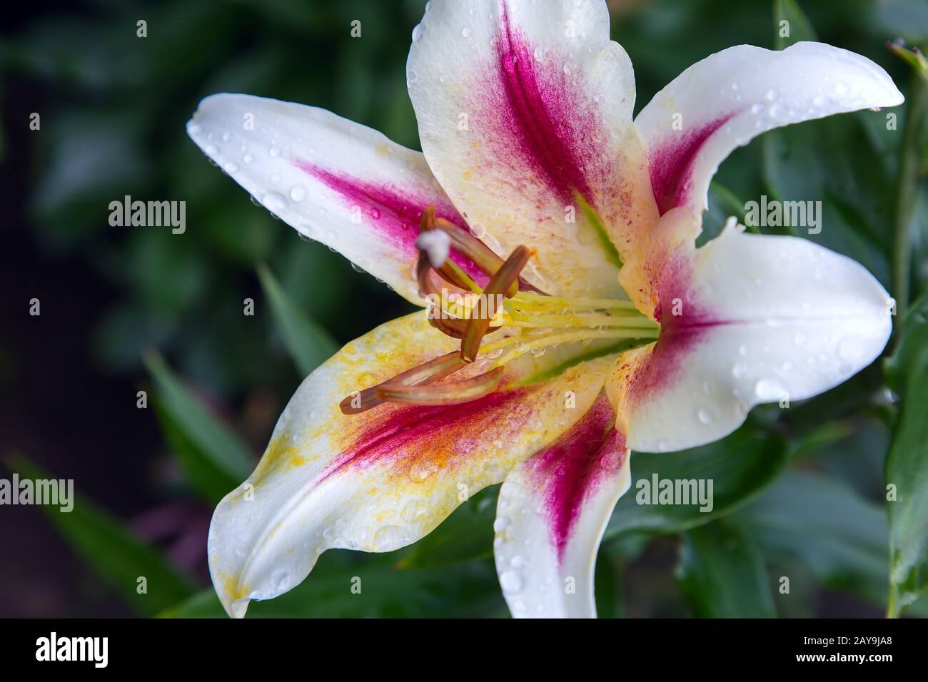 Umbrella lily hi-res stock photography and images - Alamy