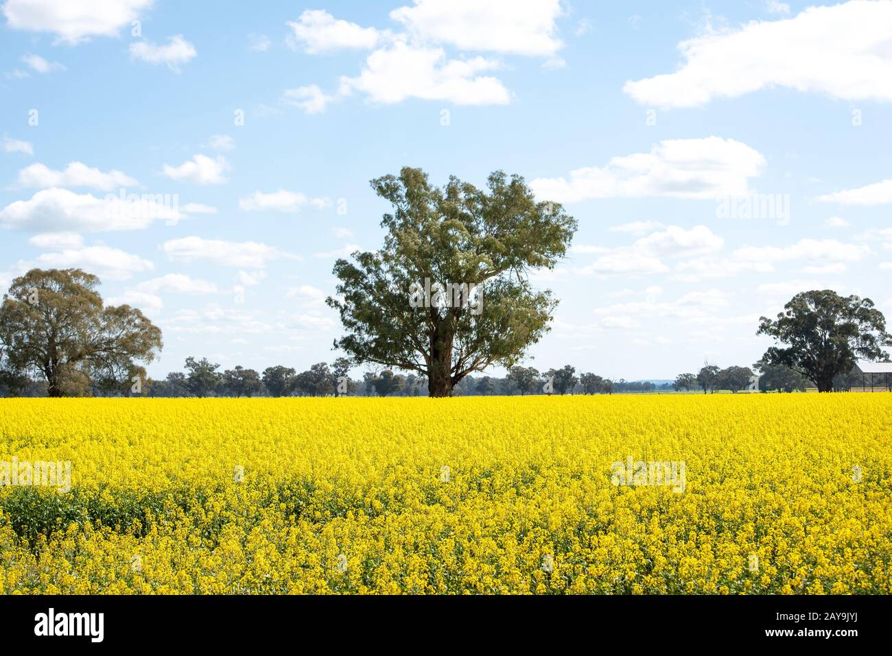 Canola australia hi-res stock photography and images - Alamy
