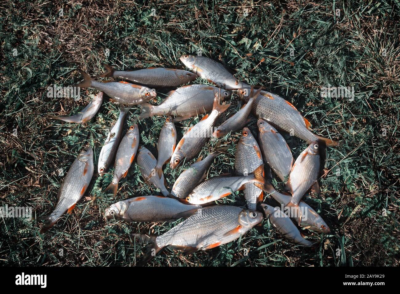 In grill on water river hi-res stock photography and images - Alamy