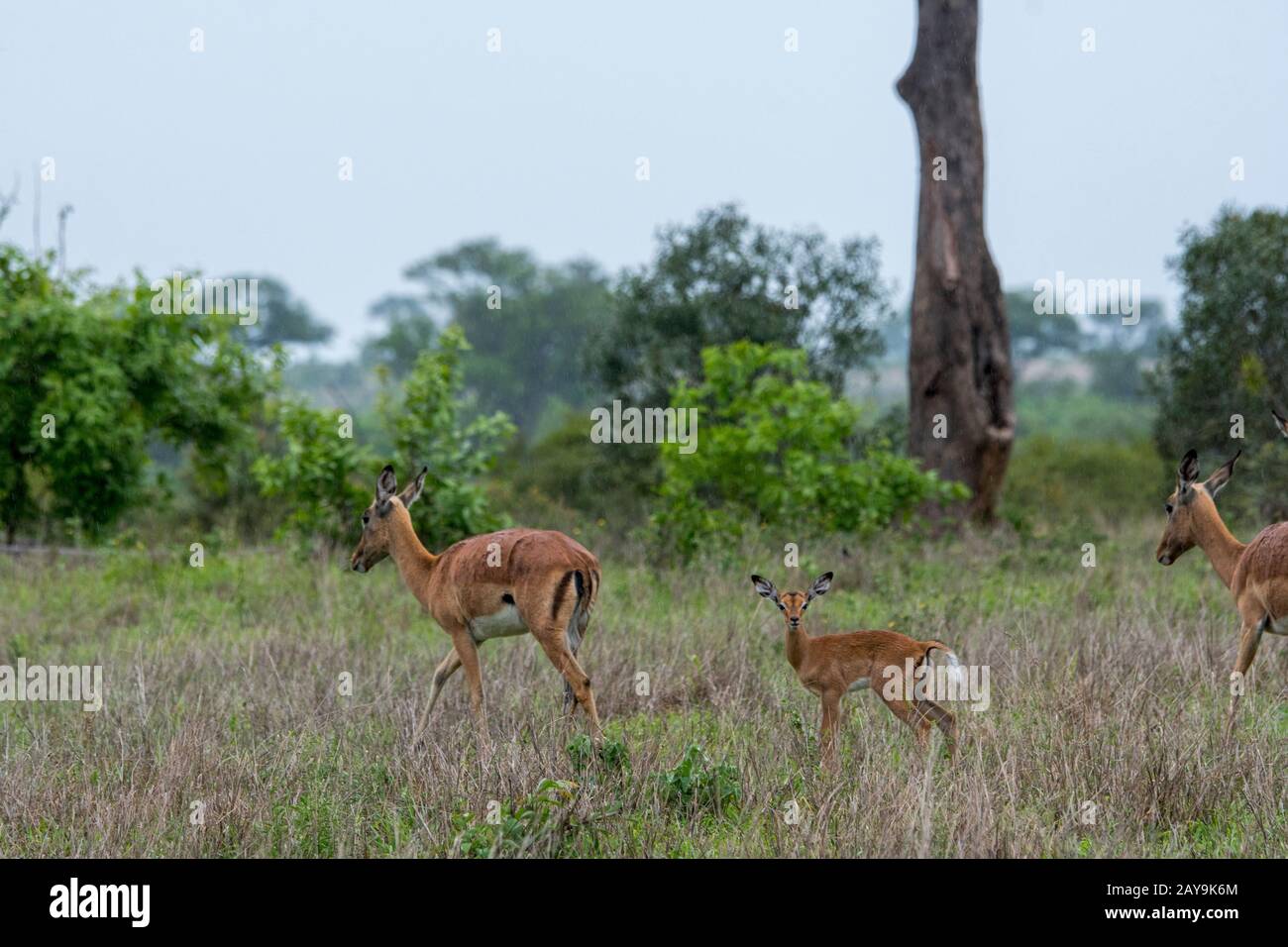 A mother and baby impala (Aepyceros Melampus) in the Manyeleti Reserve ...