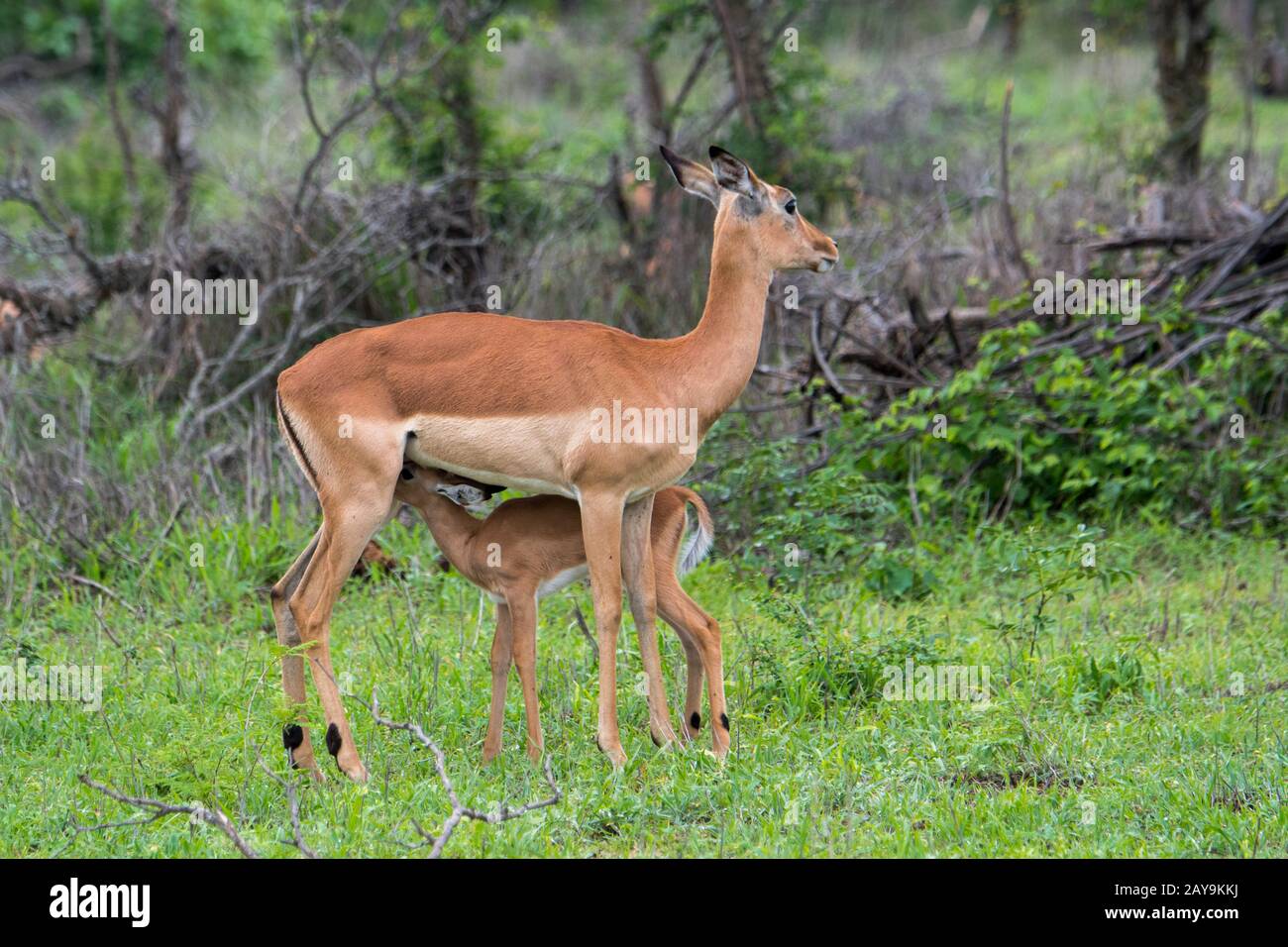 A mother impala (Aepyceros Melampus) nursing her baby in the Manyeleti ...