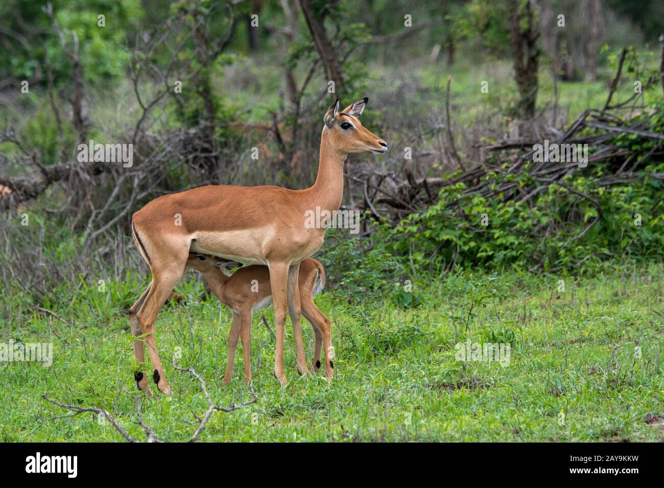 Impala baby mother nursing hi-res stock photography and images - Alamy