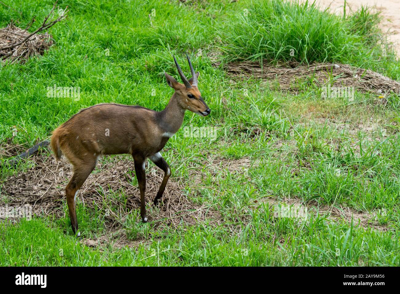 A male Bushbuck, also called Harnessed Antelope, (Tragelaphus scriptus ...