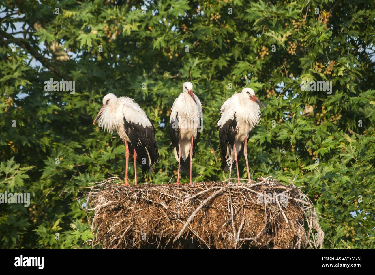 Family of three white storks on their high nest closeup on top of ...
