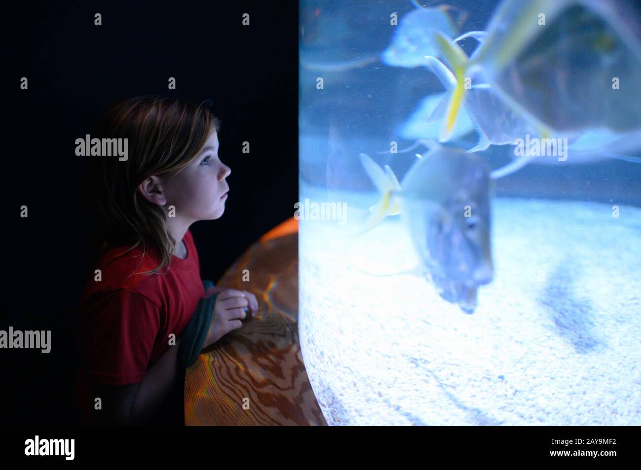 Boy aquarium hi-res stock photography and images - Alamy