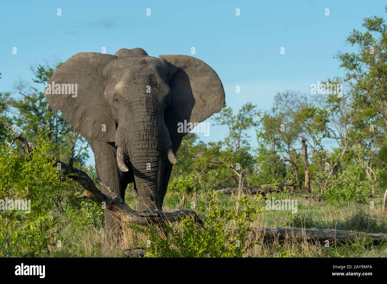 An African elephant in the Manyeleti Reserve in the Kruger Private ...