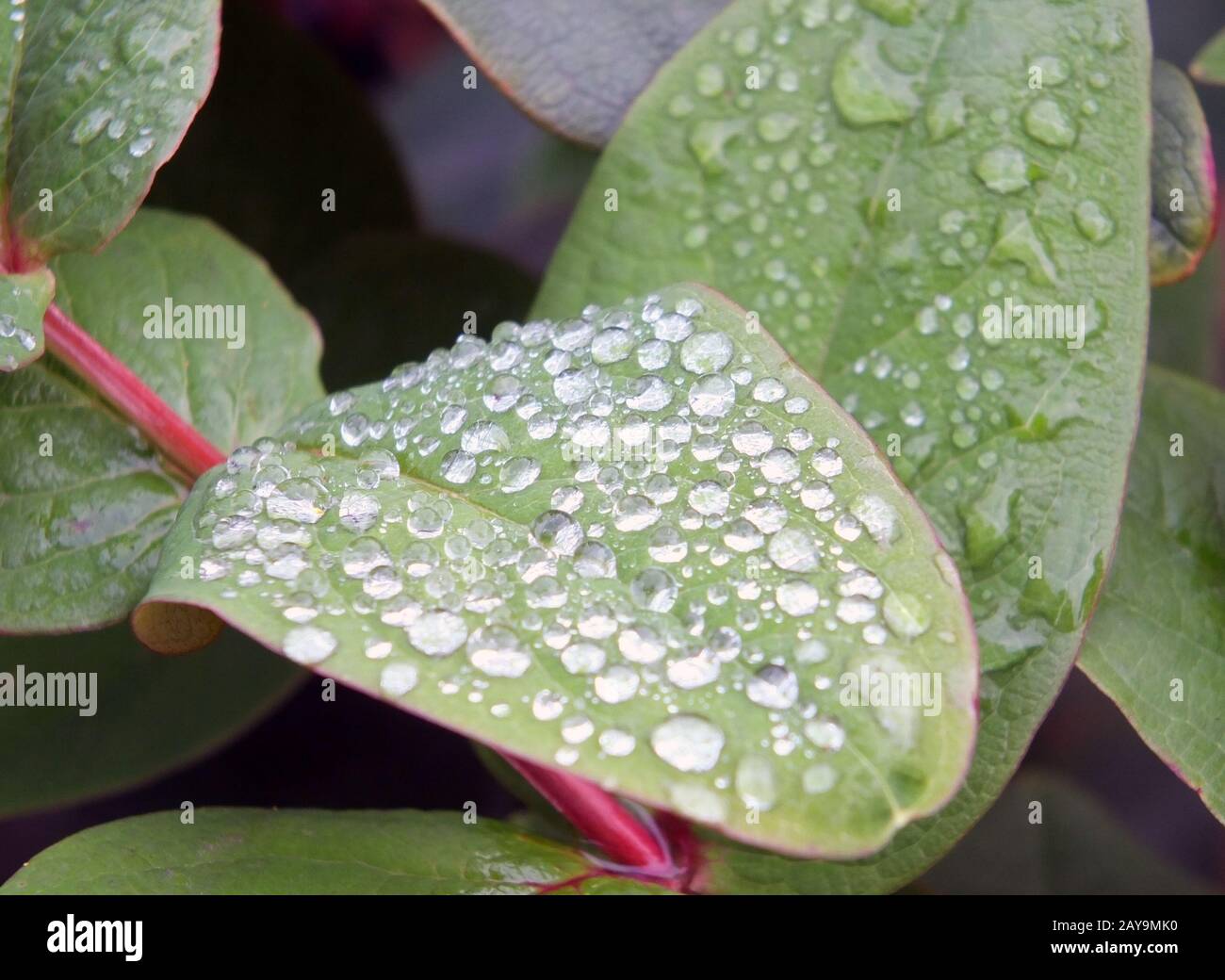 round frozen raindrops in close up on green winter leaves Stock Photo ...