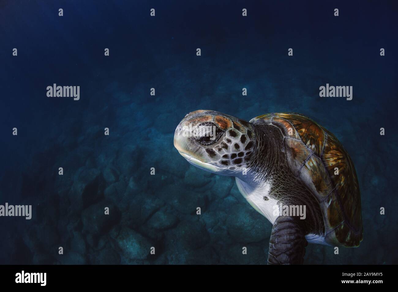 Sea turtle swimming in the Atlantic ocean Stock Photo - Alamy
