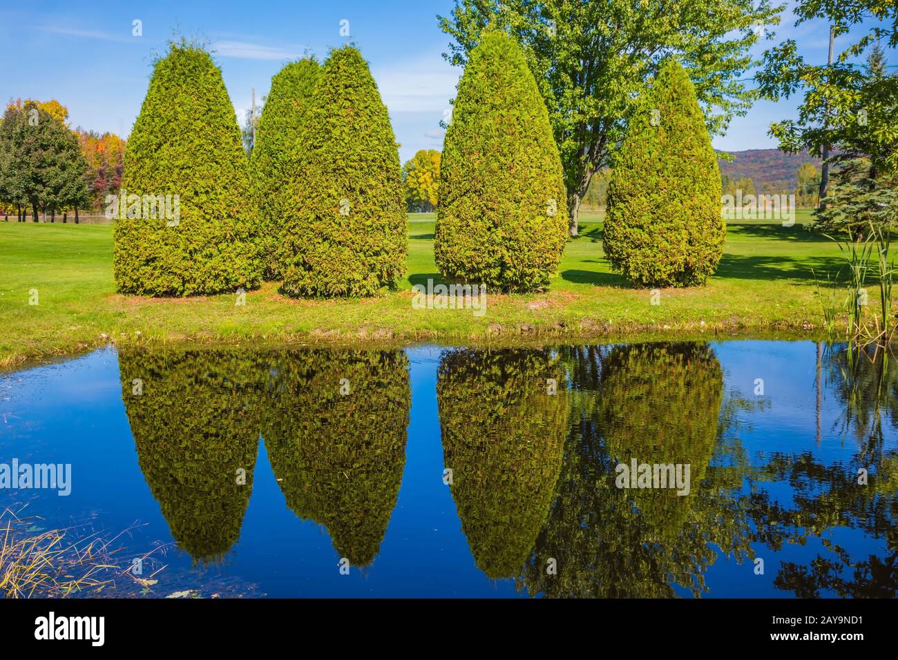 Quiet pond with water mirror Stock Photo - Alamy