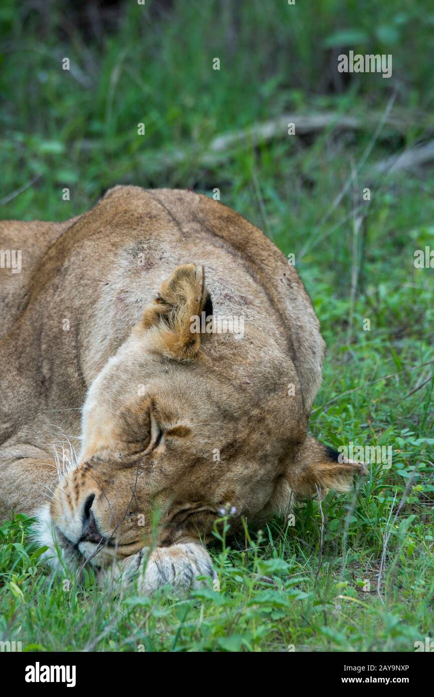 Lioness (Panthera leo) sleeping in the Manyeleti Reserve in the Kruger ...