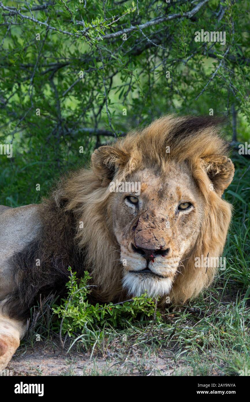 A sleepy male lion (Panthera leo) in the Manyeleti Reserve in the ...