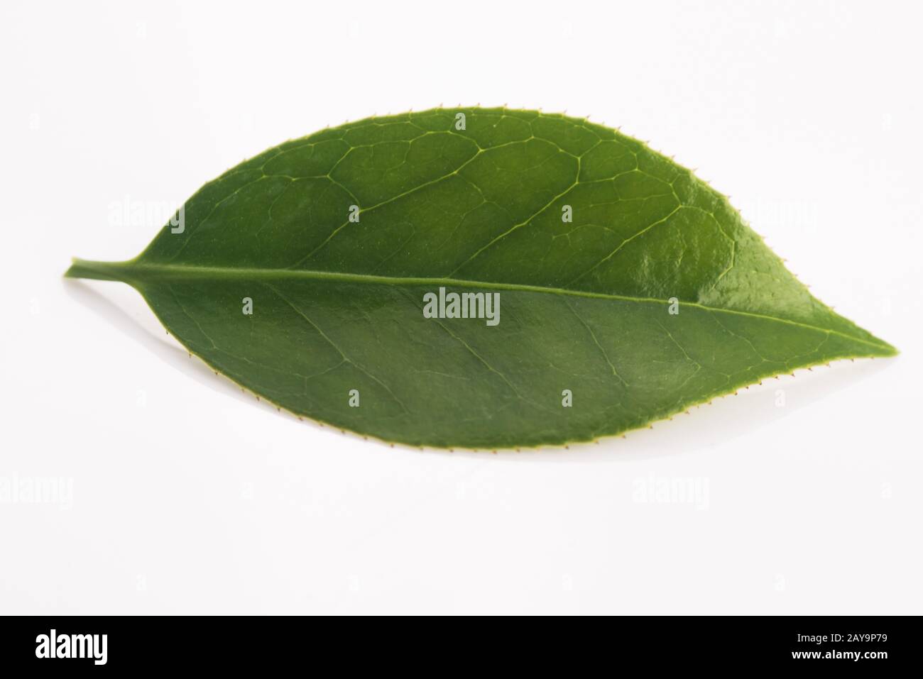Fresh tea leaf isolated on the white background Stock Photo - Alamy