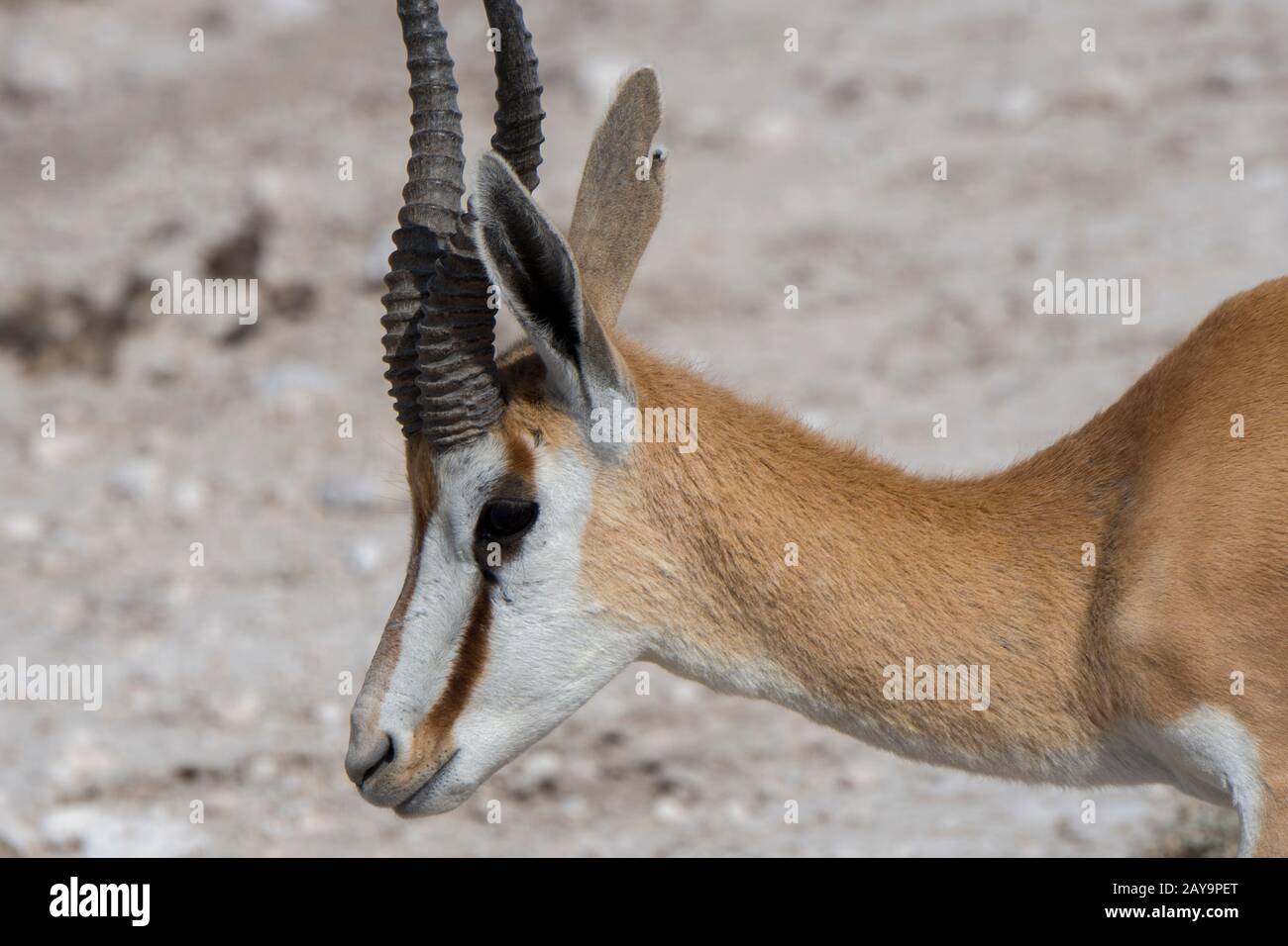 Springbok etosha np hi-res stock photography and images - Alamy