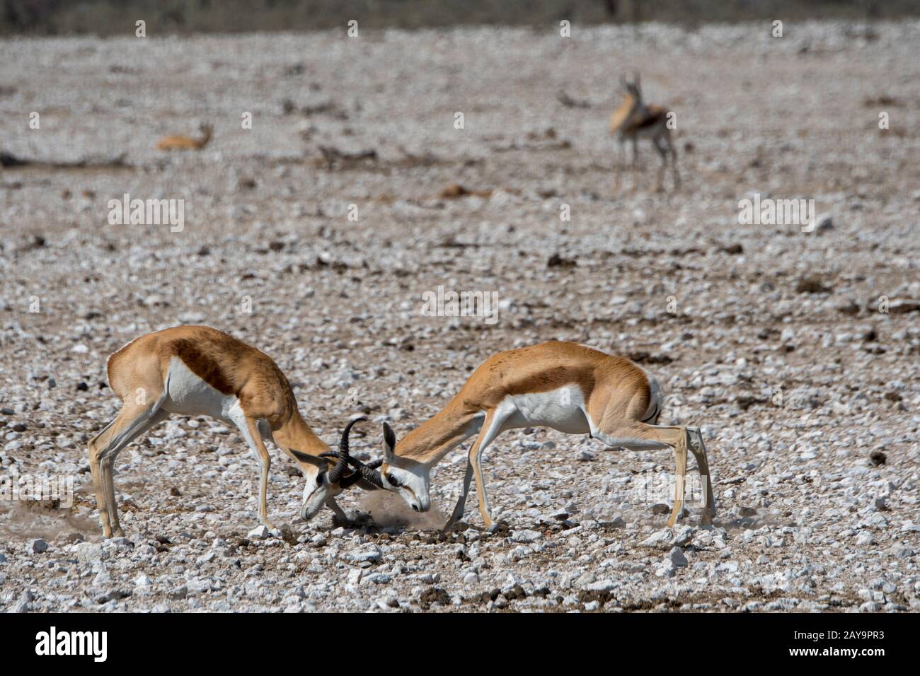 Two male Springboks (Antidorcas marsupialis) fighting in Etosha ...