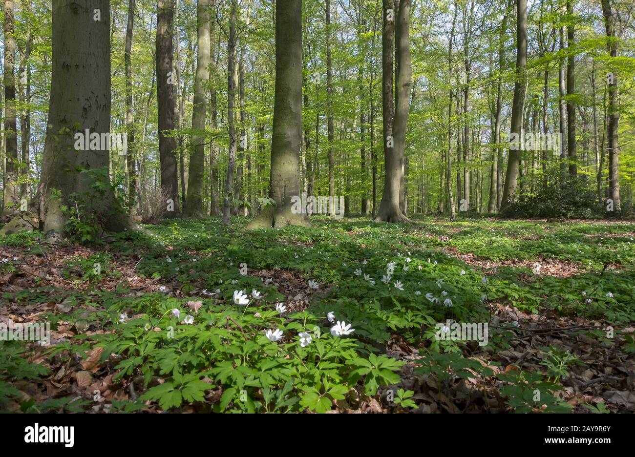 Beech forest in spring in hi-res stock photography and images - Alamy