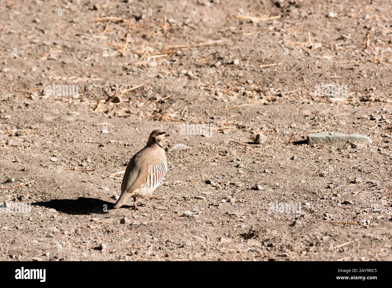 Chukar partridge (Alectoris chukar), Hemis National Park, Ladakh, India ...