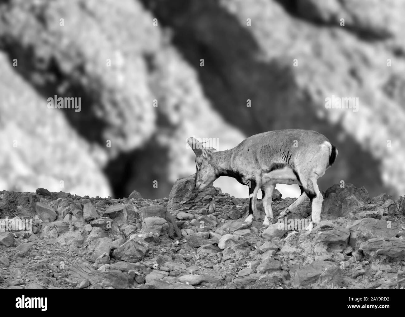 Himalayan blue sheep (bharal) ram, Hemis National Park, Ladakh, India ...