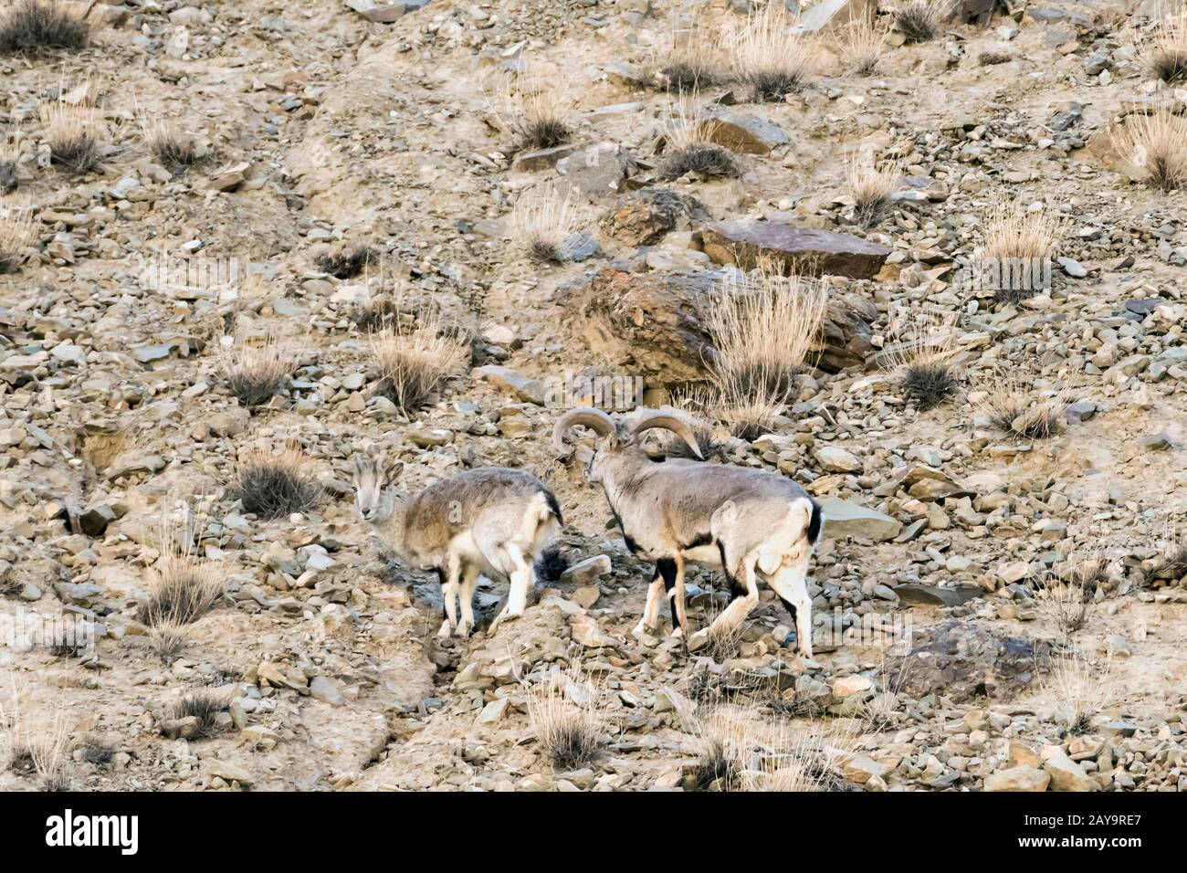 Himalayan blue sheep (bharal, Pseudois nayaur) ram and ewe, Hemis ...